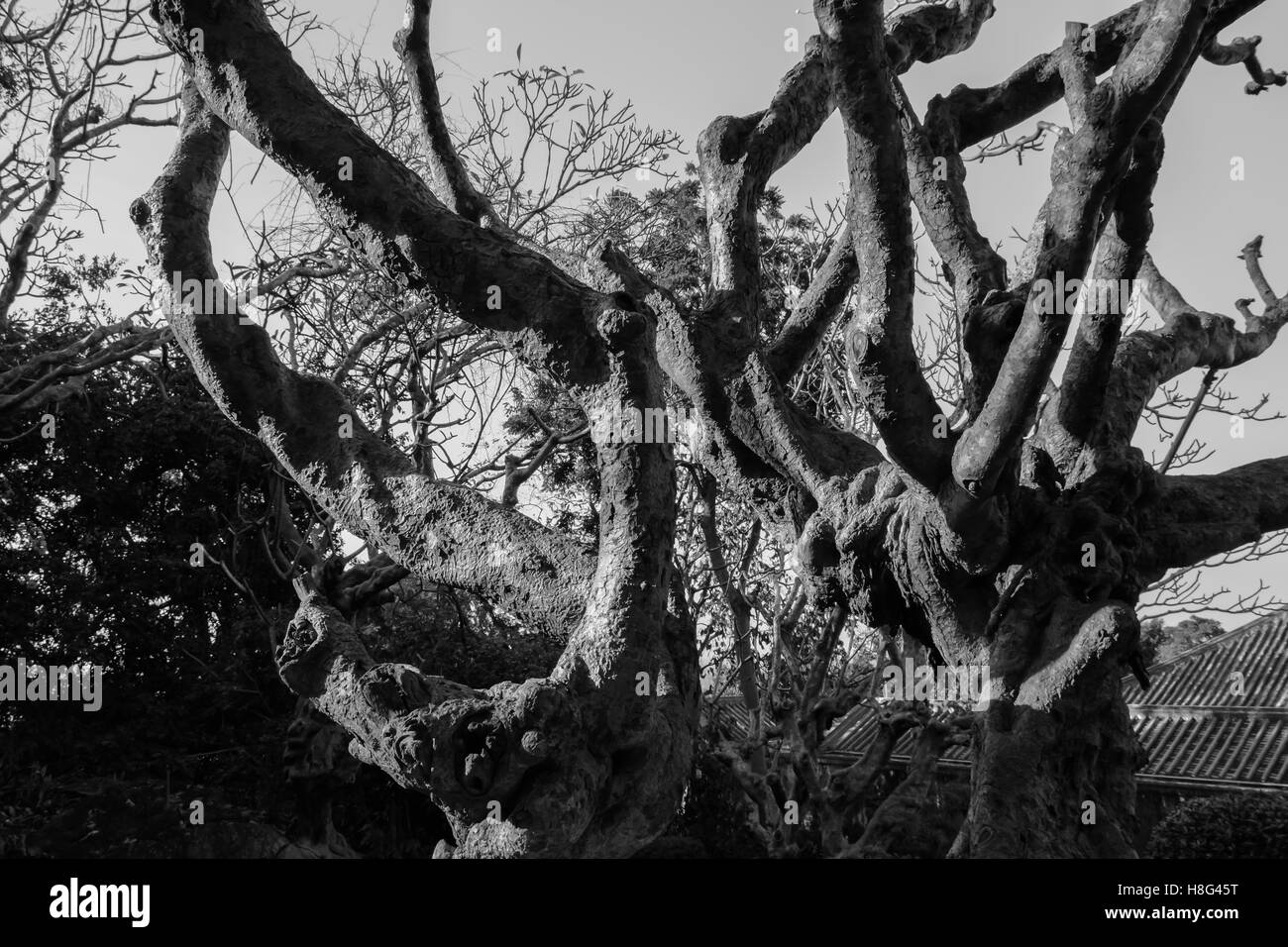 black and white trees and shadow Stock Photo - Alamy