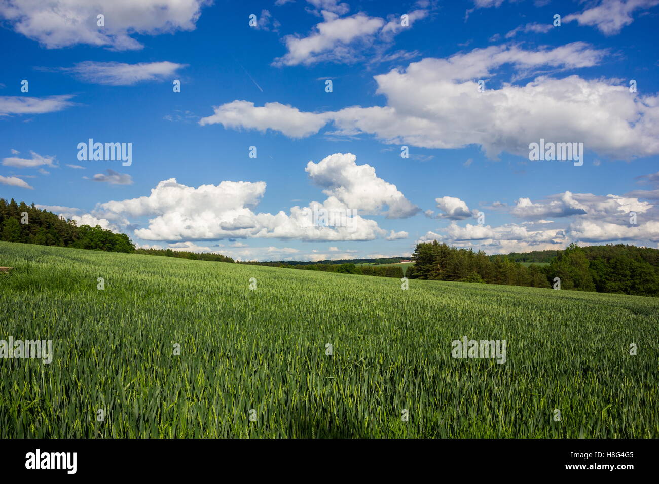 Summer field in South Bohemia Stock Photo - Alamy