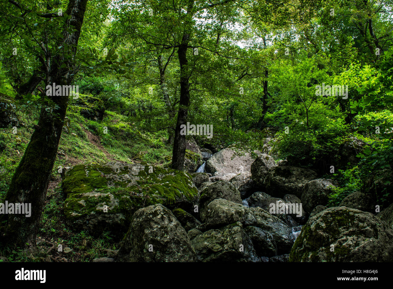 Latoon hi-res stock photography and images - Alamy