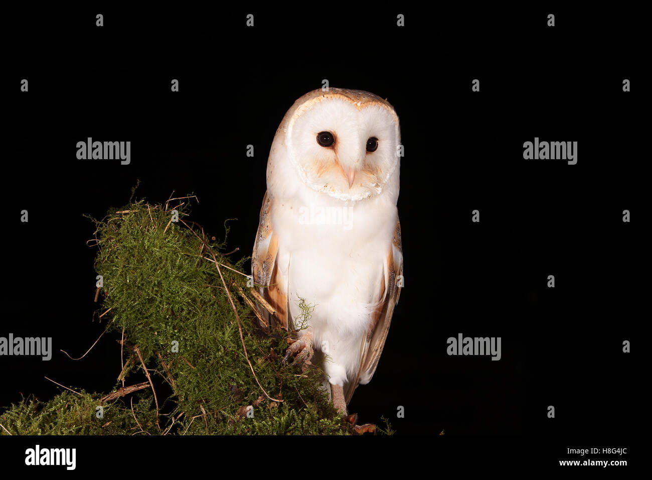 The night owl hi-res stock photography and images - Alamy