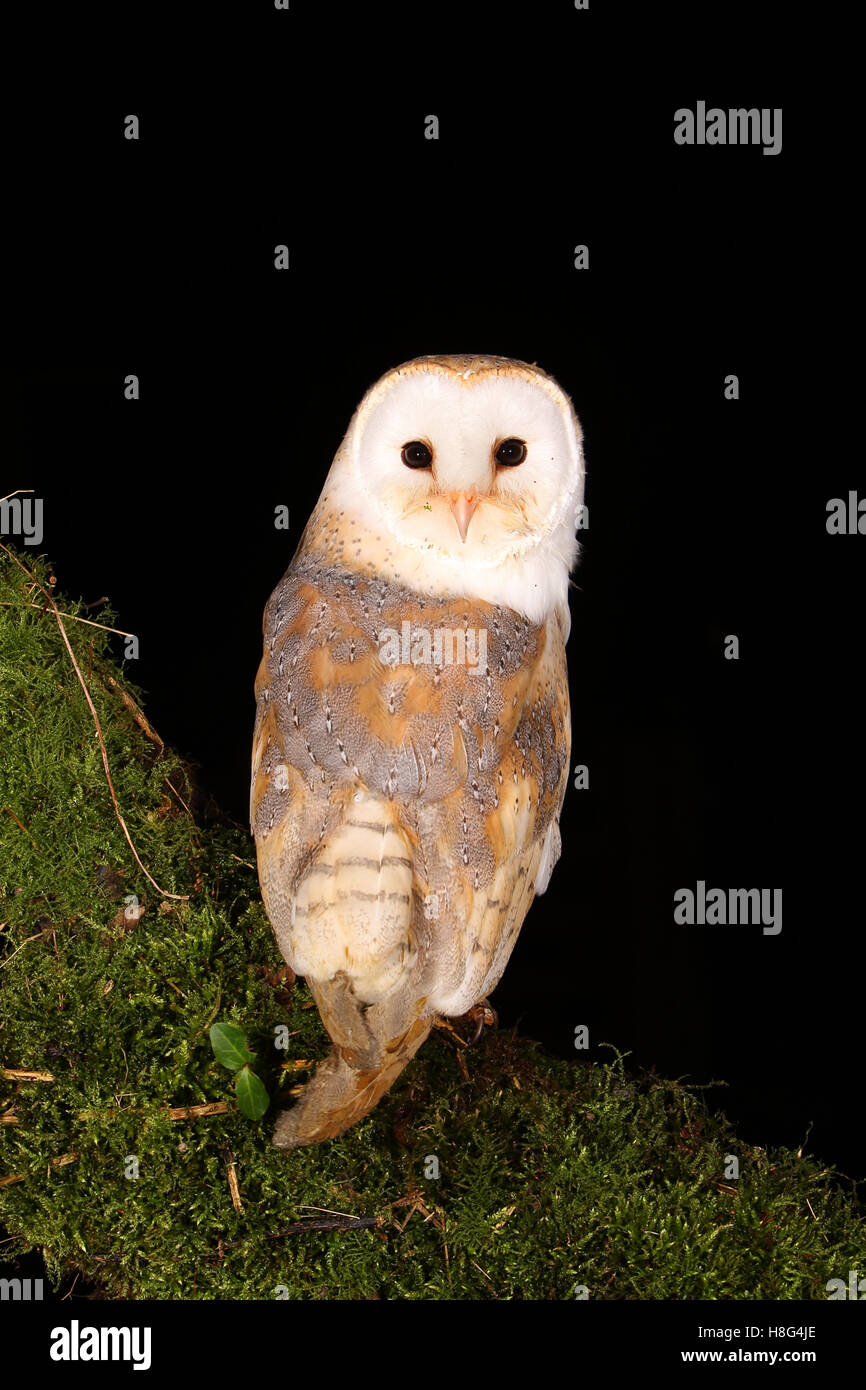 Owl at night hi-res stock photography and images - Alamy