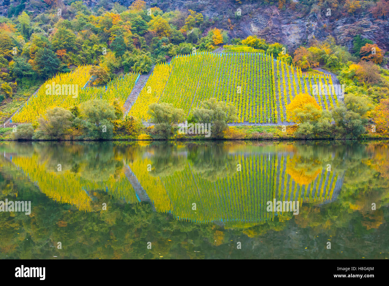 Moselle valley, autumn, vineyard reflected in the Moselle river, near ...