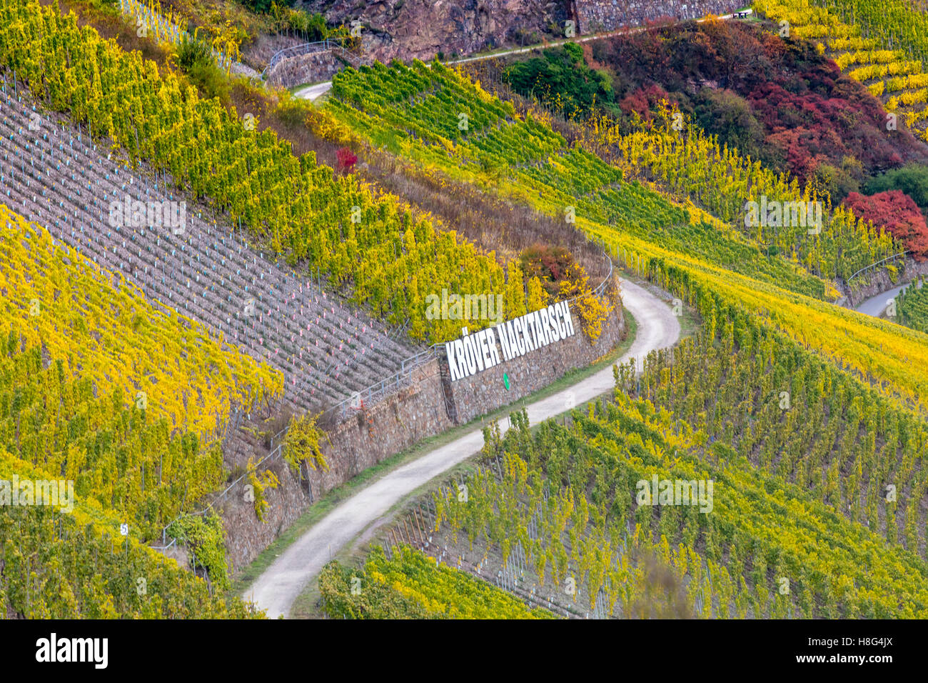 Moselle valley, vineyards, in fall, country road, near the village of ...