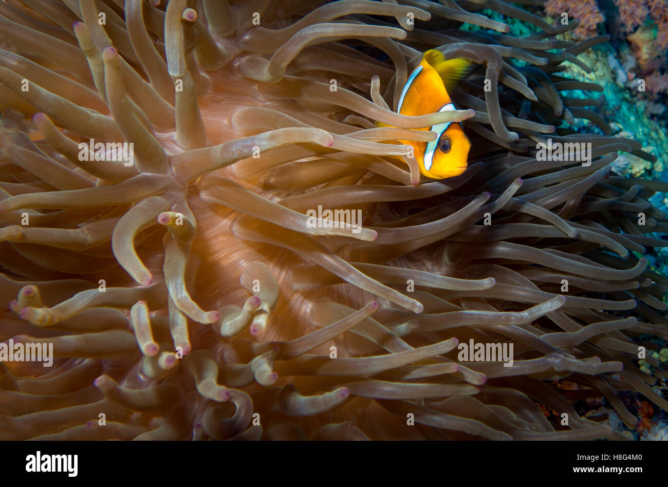 Anemone Clown Fish Stock Photo - Alamy