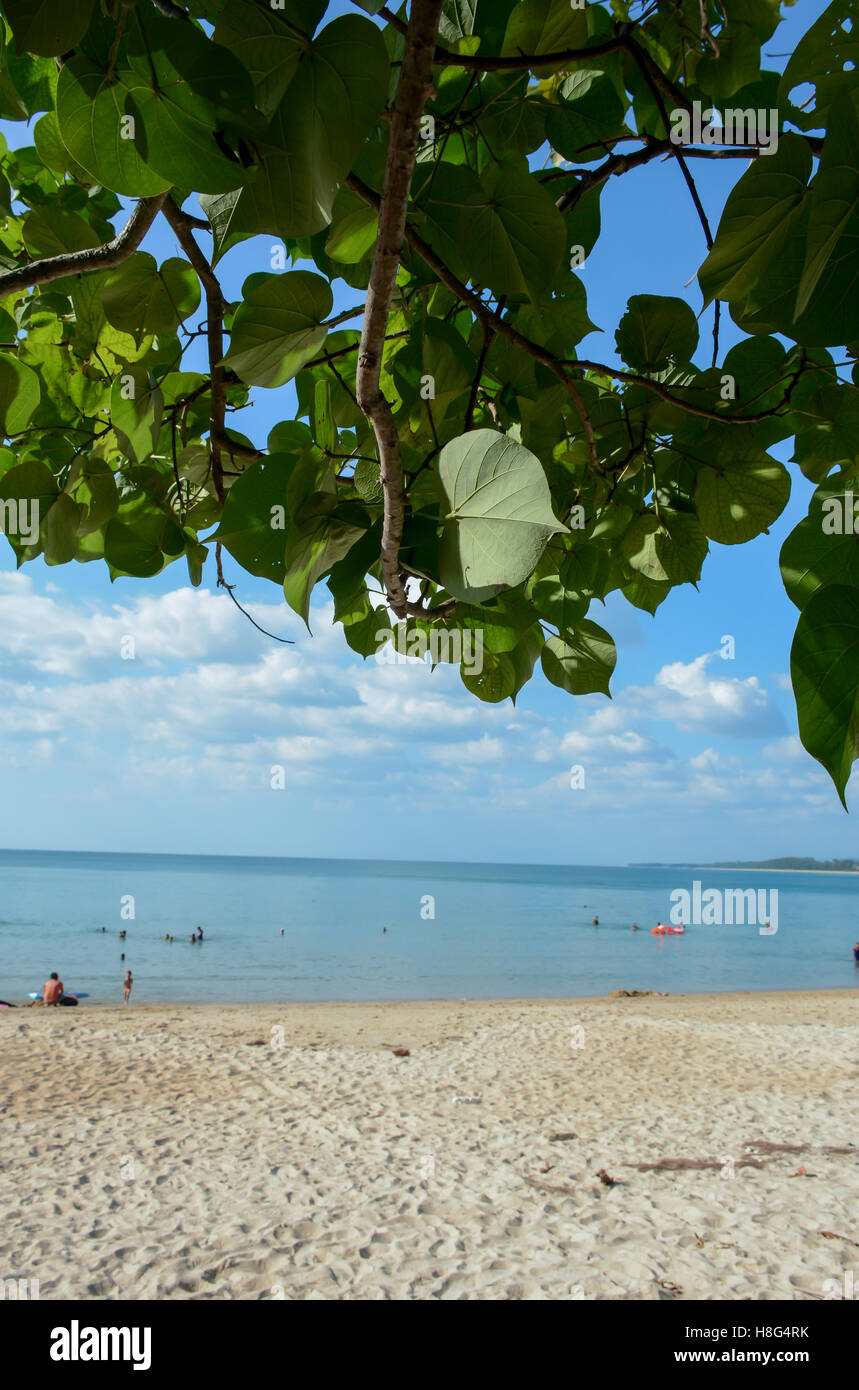 Close up of tree leaves branches with sea view in the background,Phuket ...