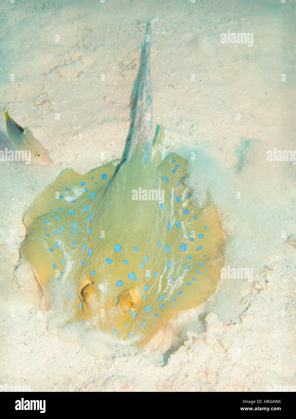 Blue Spotted Ray, Red Sea Stock Photo - Alamy