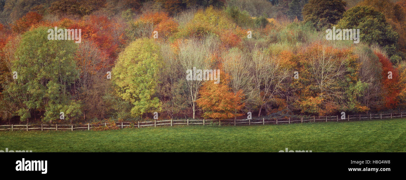 Mixed colours of Autumn trees Stock Photo - Alamy