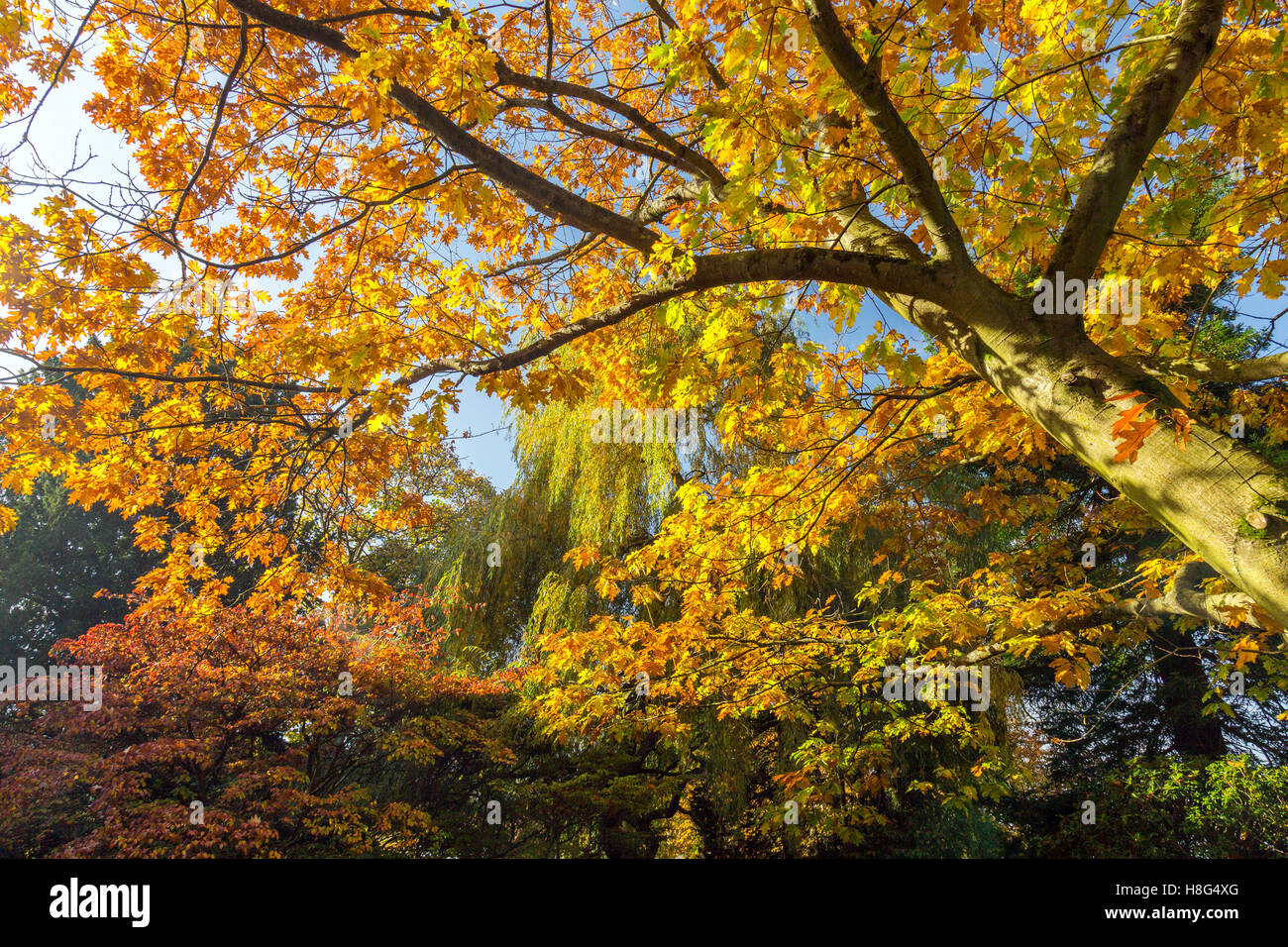Red oak tree hi-res stock photography and images - Alamy