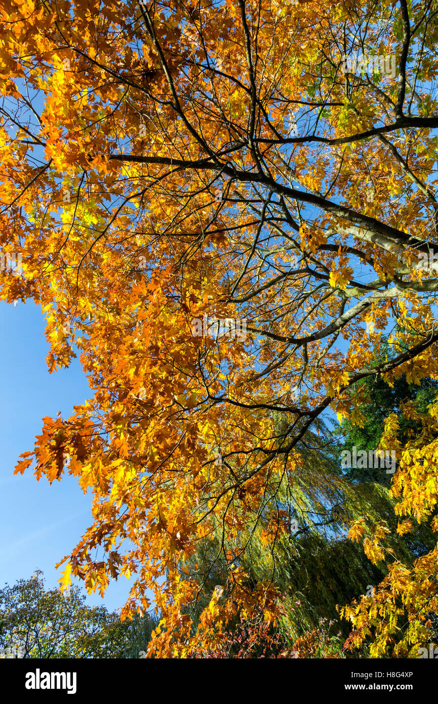 Spectacular autumn colour of a red oak tree (Quercus rubra) at Kilver ...