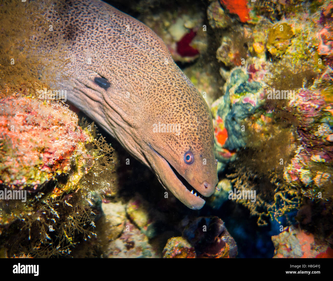 Moray eel egypt hi-res stock photography and images - Alamy
