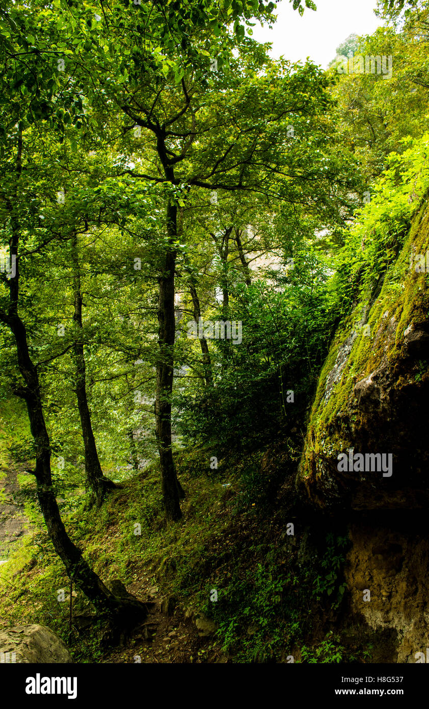 trees in latoon jungle Stock Photo - Alamy