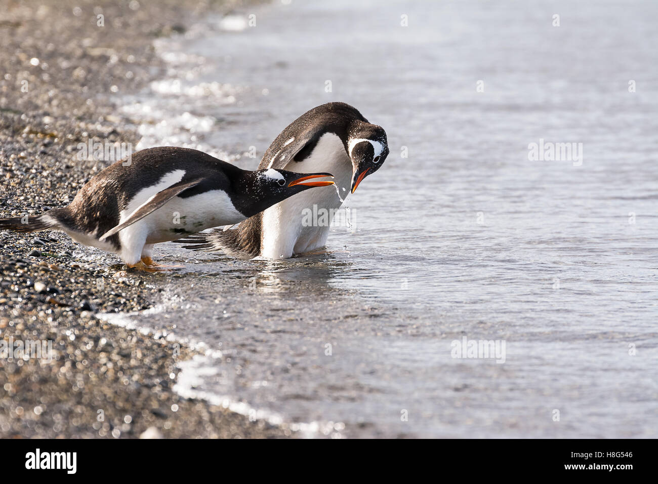 Penguin papua hi-res stock photography and images - Alamy