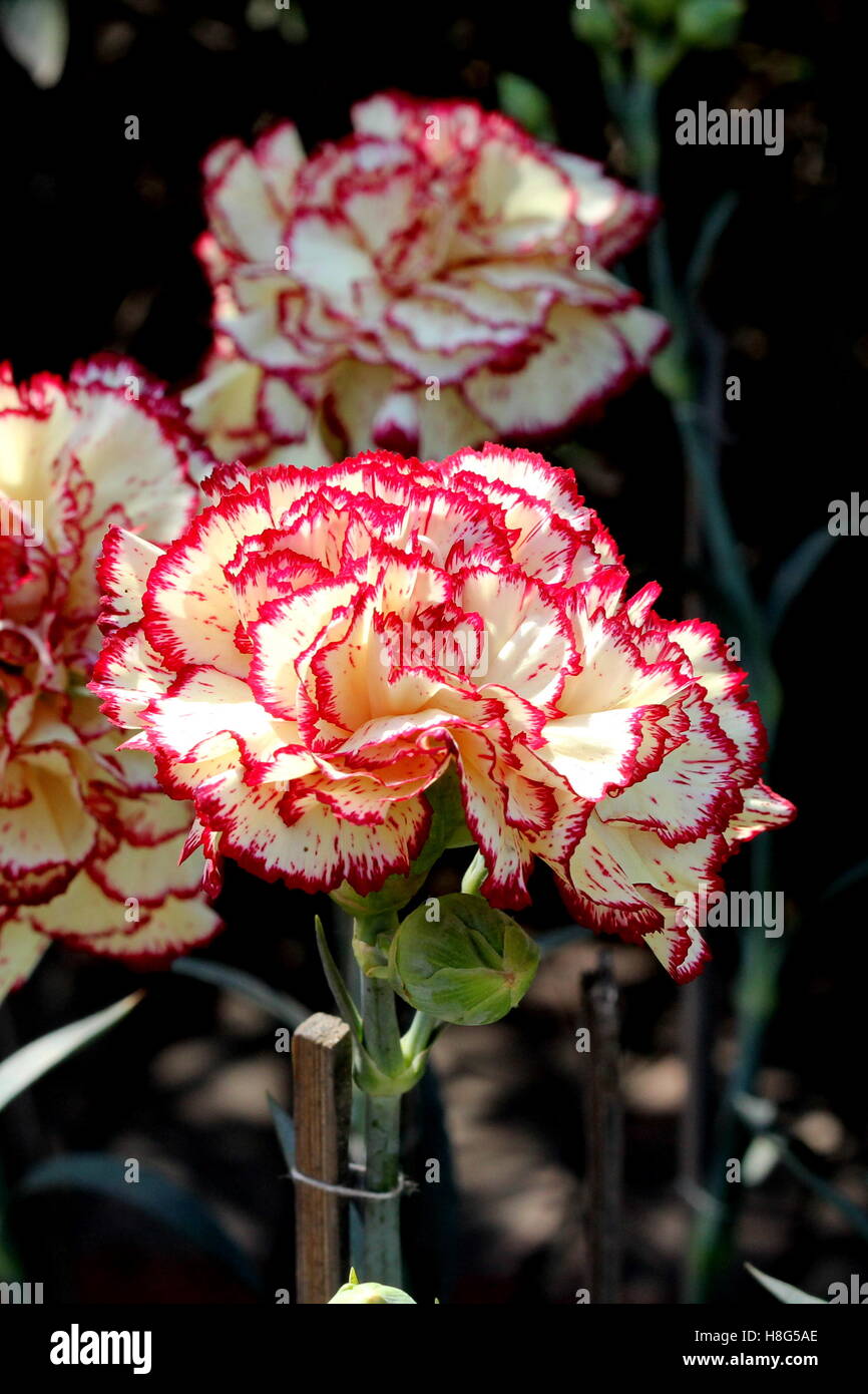 Flower in park Stock Photo - Alamy