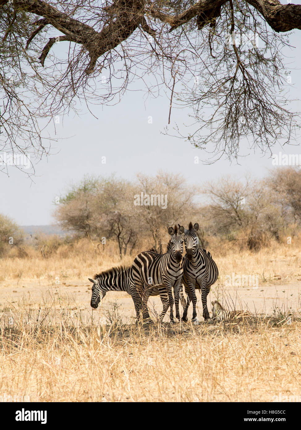Zebra tree shade hi-res stock photography and images - Alamy