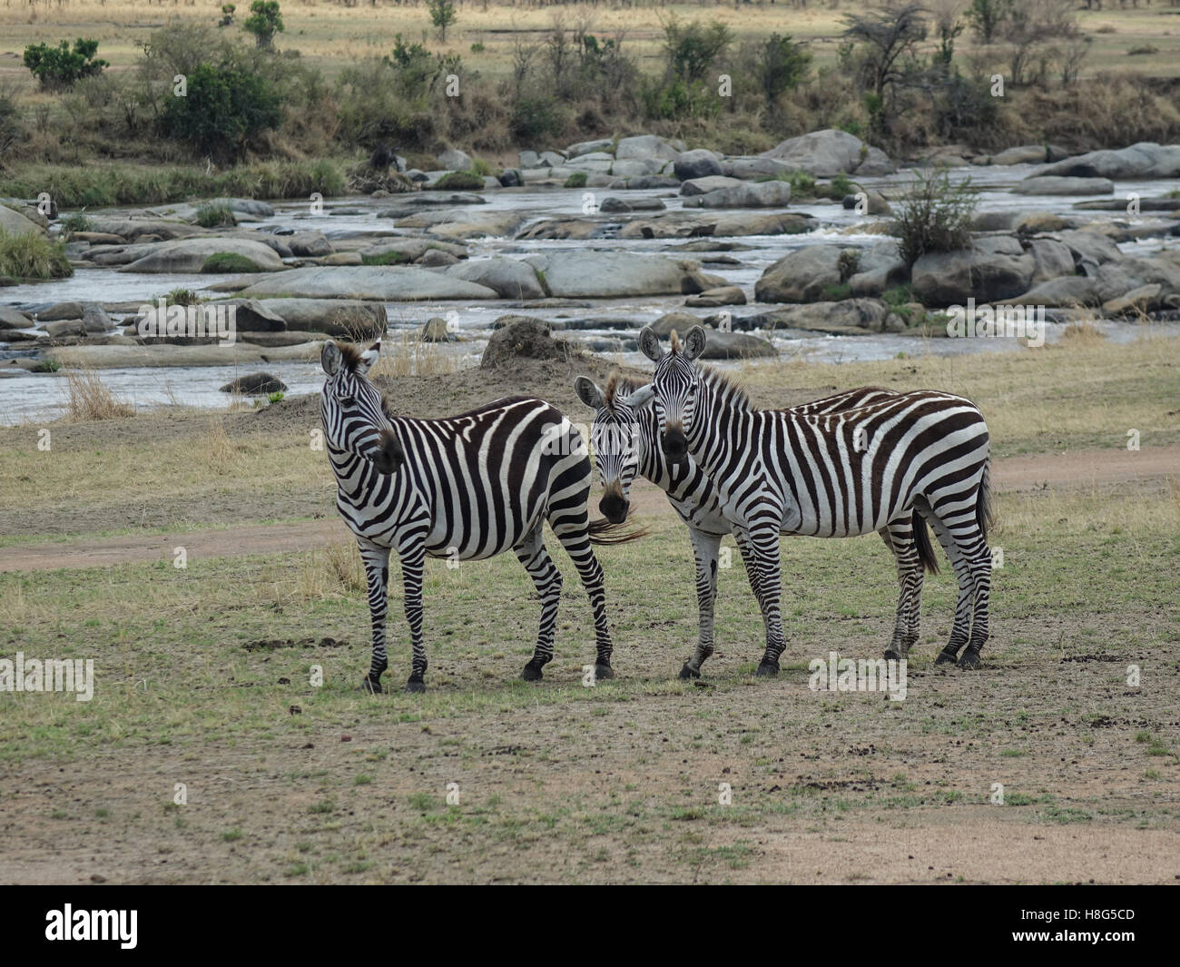 Three zebra on the banks of the Mara River in the northern Serengeti ...