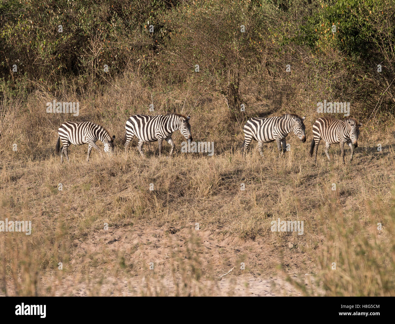 Four zebra walking along the bank of the Sand River in the northern ...