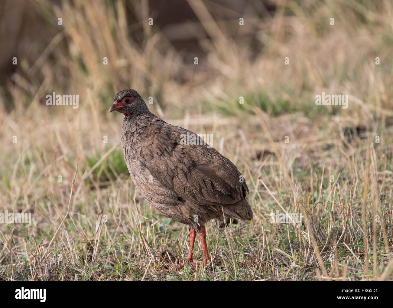 red-necked spurfowl in the Serengeti Stock Photo - Alamy