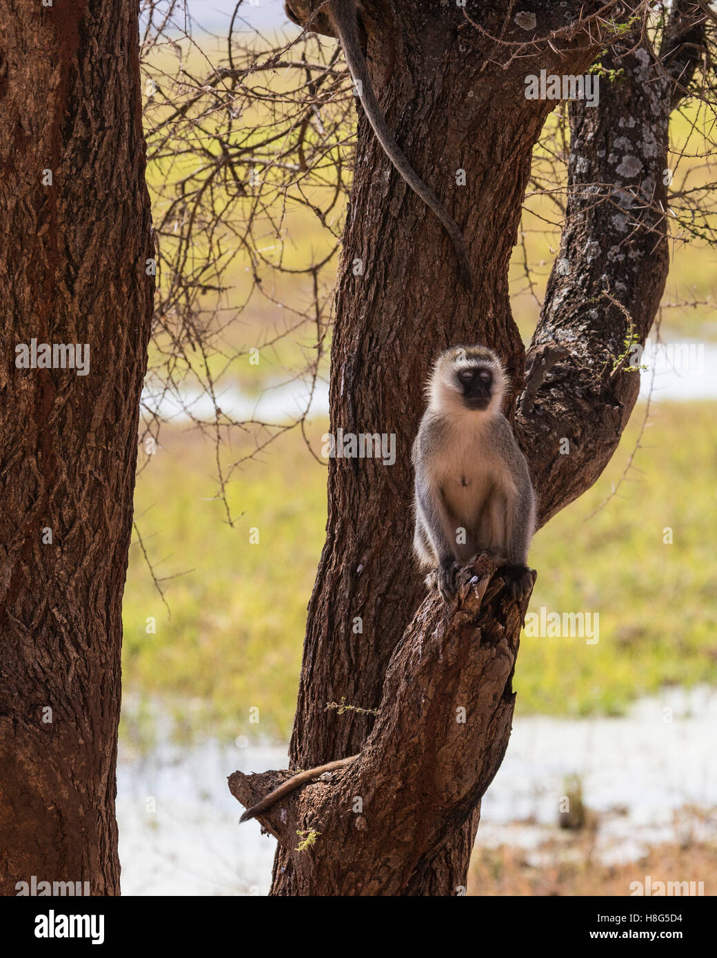 Vervet monkey in trees in Tarangire National Park, Tanzania Stock Photo ...