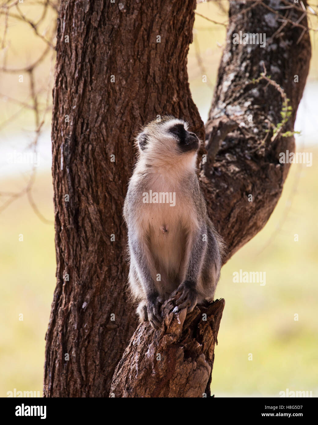 Vervet monkey in trees in Tarangire National Park, Tanzania Stock Photo ...