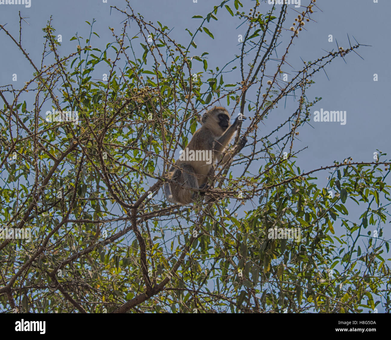 Monkey in trees hi-res stock photography and images - Alamy