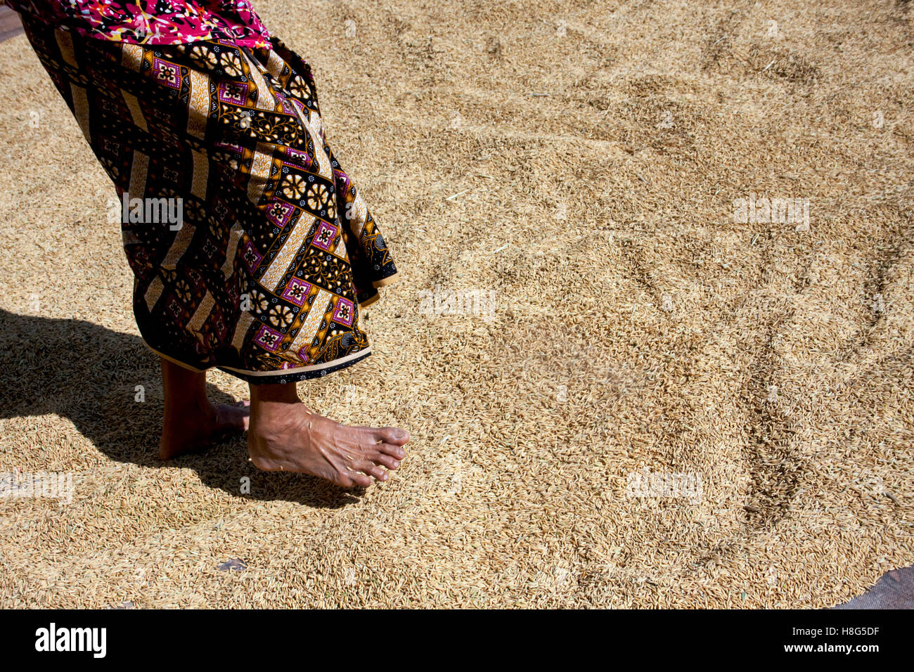 A woman is spreading dry rice with her feet at her home in Chork ...