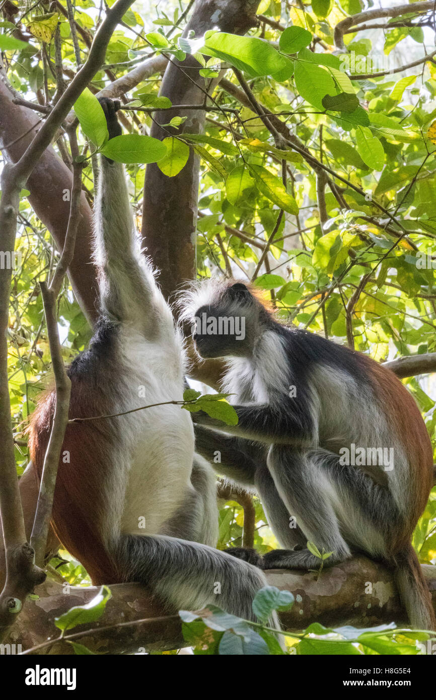 Kirk's or Zanzibar Red Colobus Monkeys on Zanzibar Island in Tanzania ...