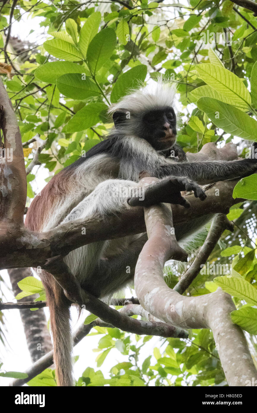 Mangrove in zanzibar hi-res stock photography and images - Alamy