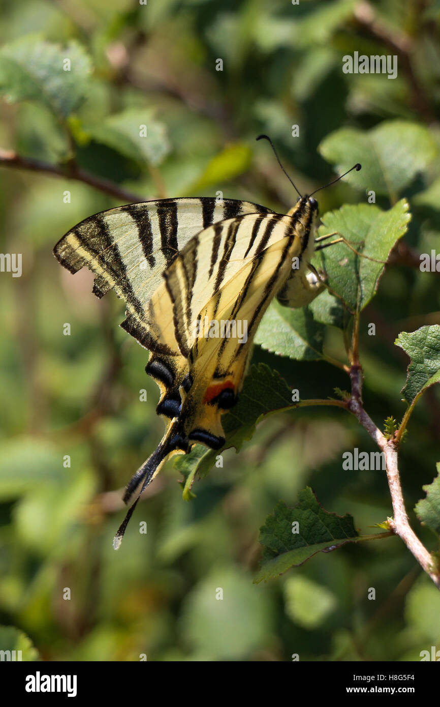 Beautiful butterfly fresh flower in nature background Stock Photo - Alamy