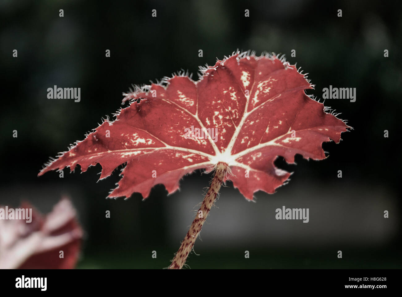 One separate green leaf of spring season Stock Photo - Alamy