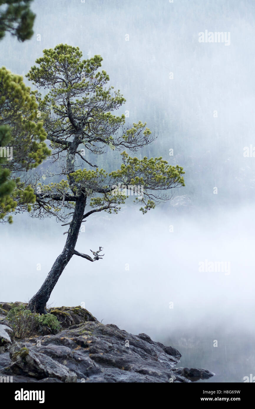 Tree on Lake Stock Photo - Alamy