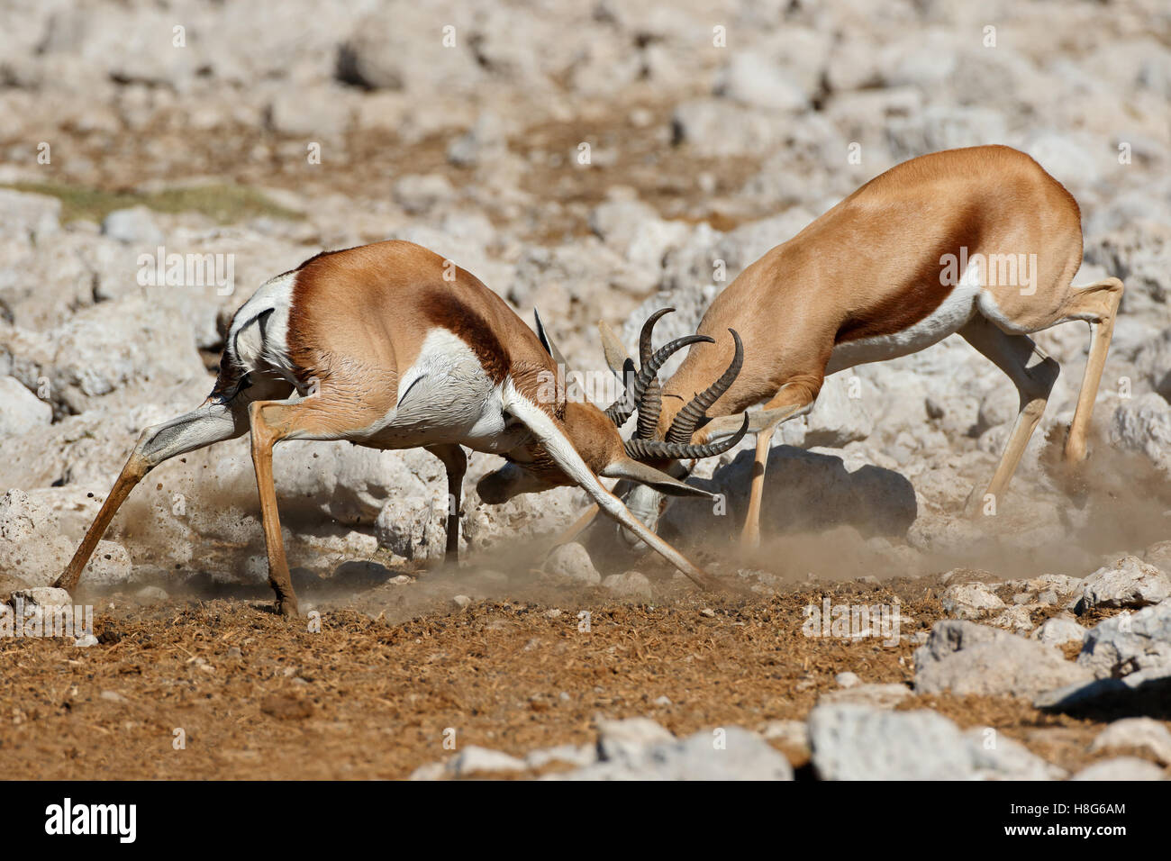 Springbok fighting hi-res stock photography and images - Alamy