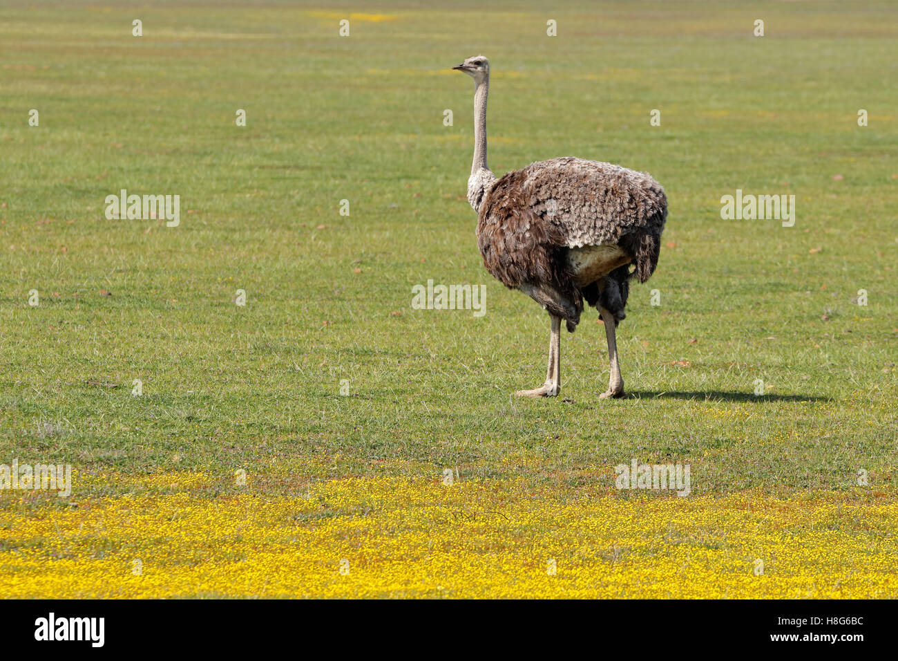 Female ostrich (Struthio camelus) in grassland with yellow wild flowers ...