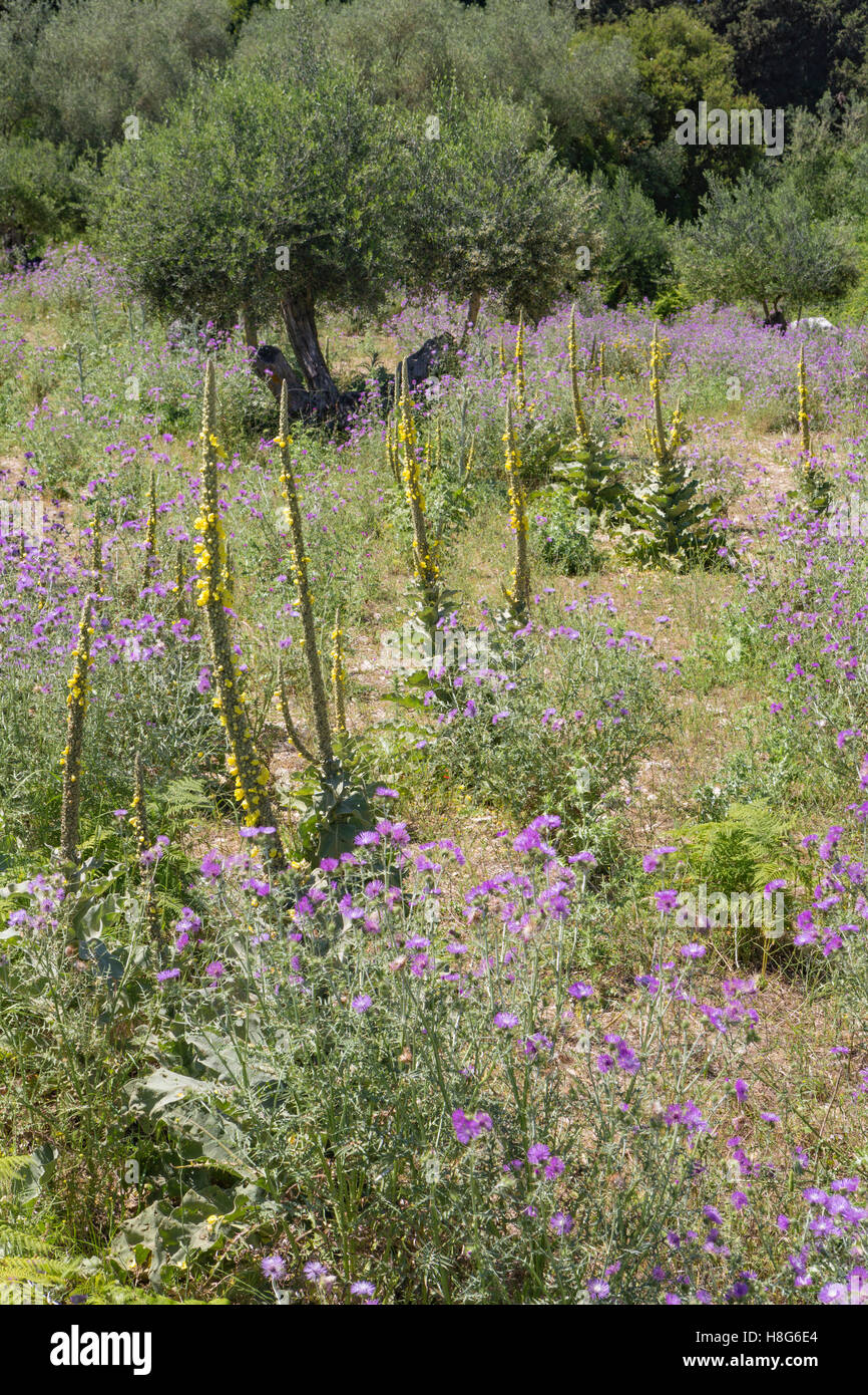 Wildflowers of greece hi-res stock photography and images - Alamy