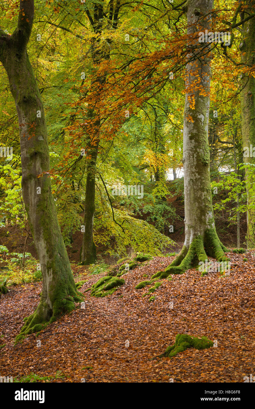 The Beech trees at The Birks of Aberfeldy, Perthshire, Scotland are ...