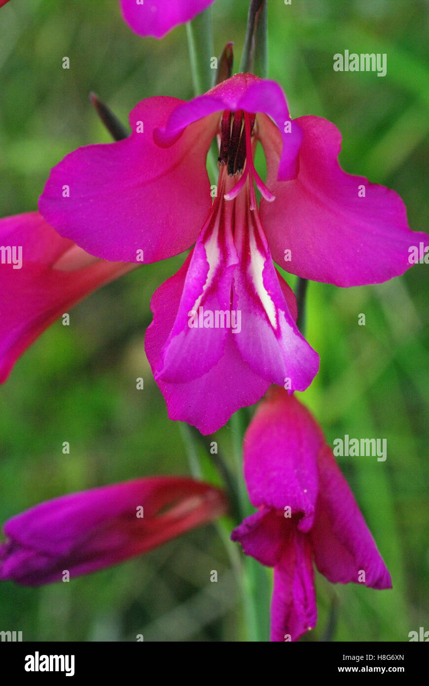 The wildflower Gladiolus italicus, the Italian gladiolus, a member of ...