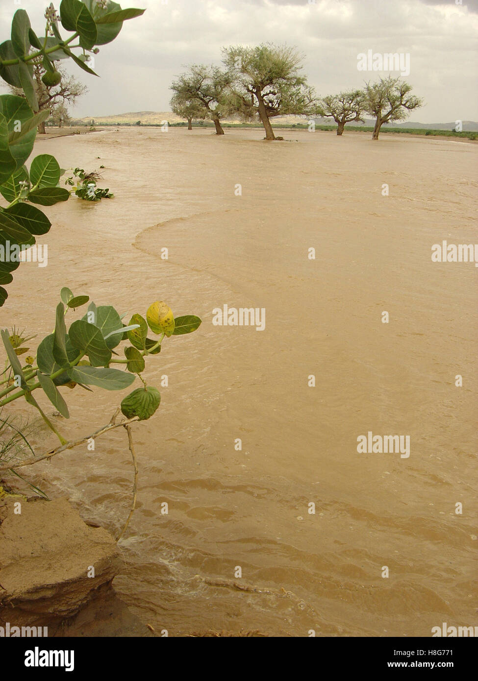 3rd September 2005 A flooded wadi, a river in the desert, near Kutum in ...