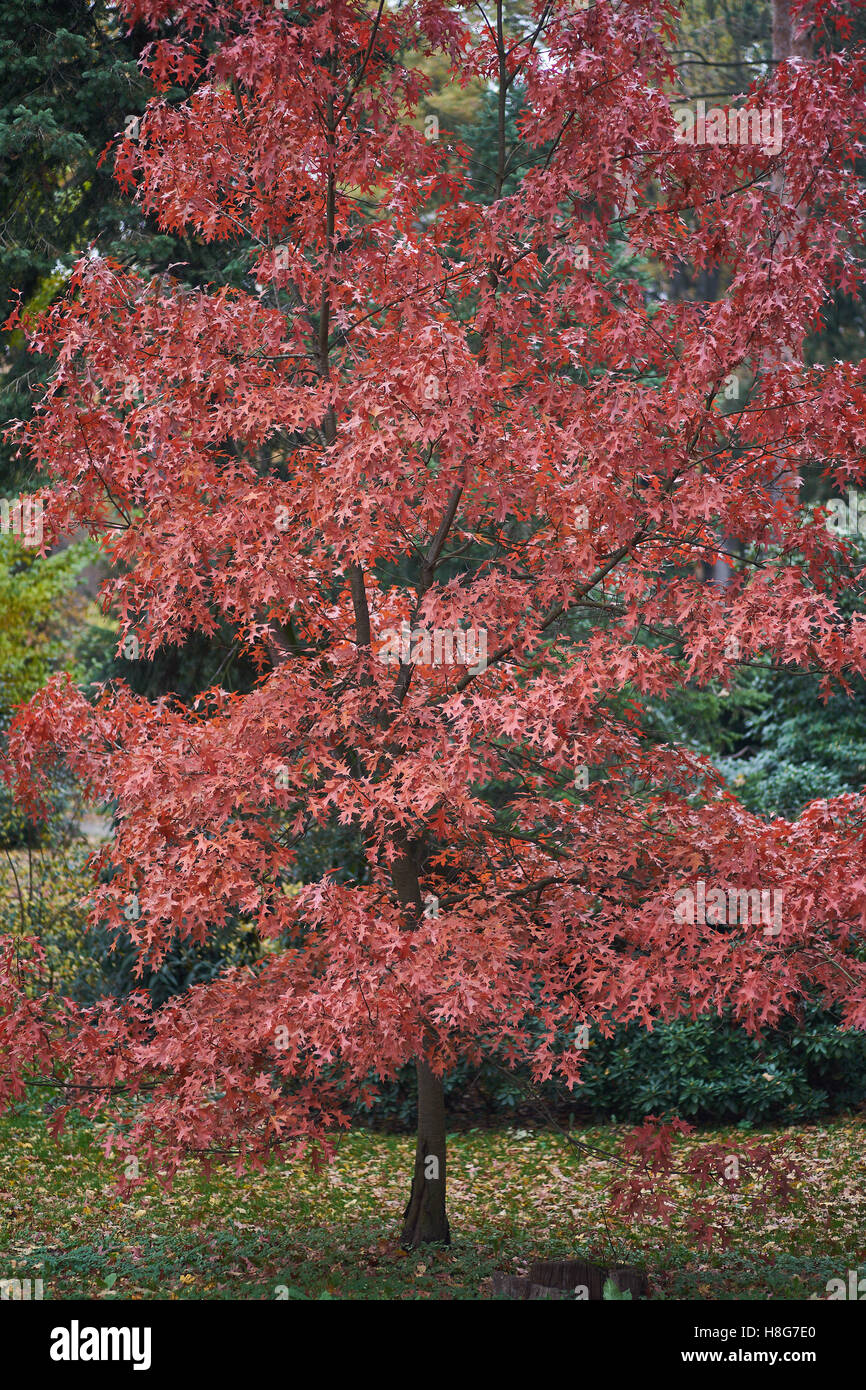 Multicolor autumn Fall colors Stock Photo - Alamy