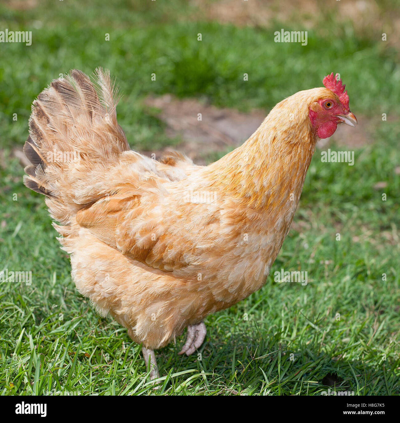 Orange colored chicken hen that seems to be posing Stock Photo - Alamy