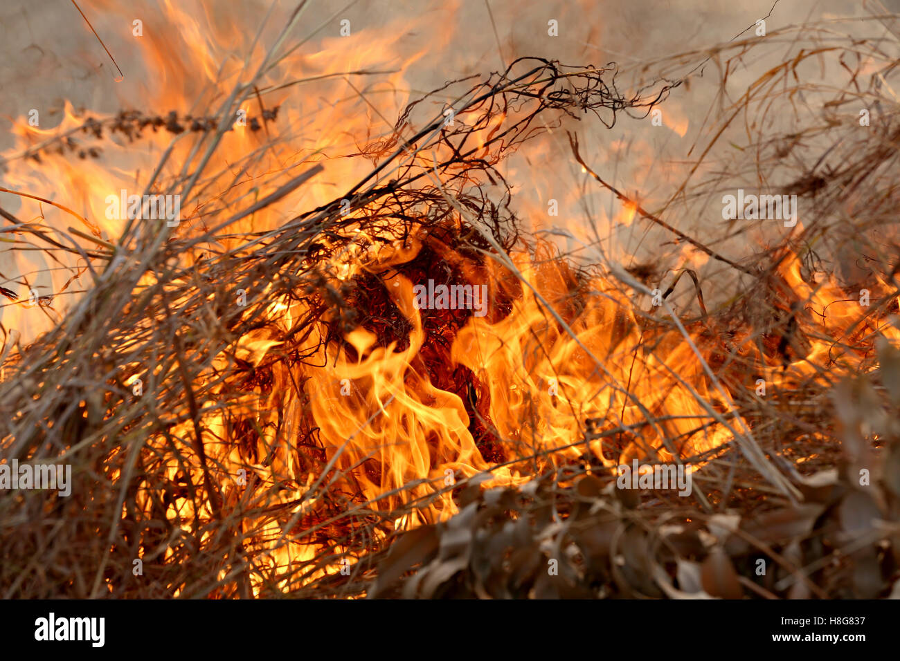 Summer wildfires burning in the Forest at rural area of Khon Kaen ...