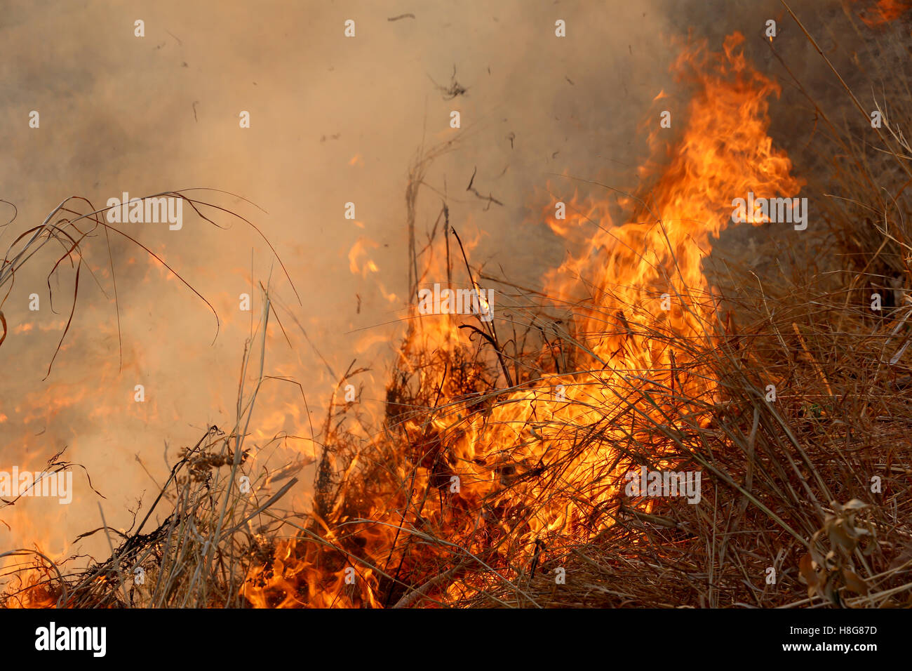 Summer wildfires burning in the Forest at rural area of Khon Kaen ...