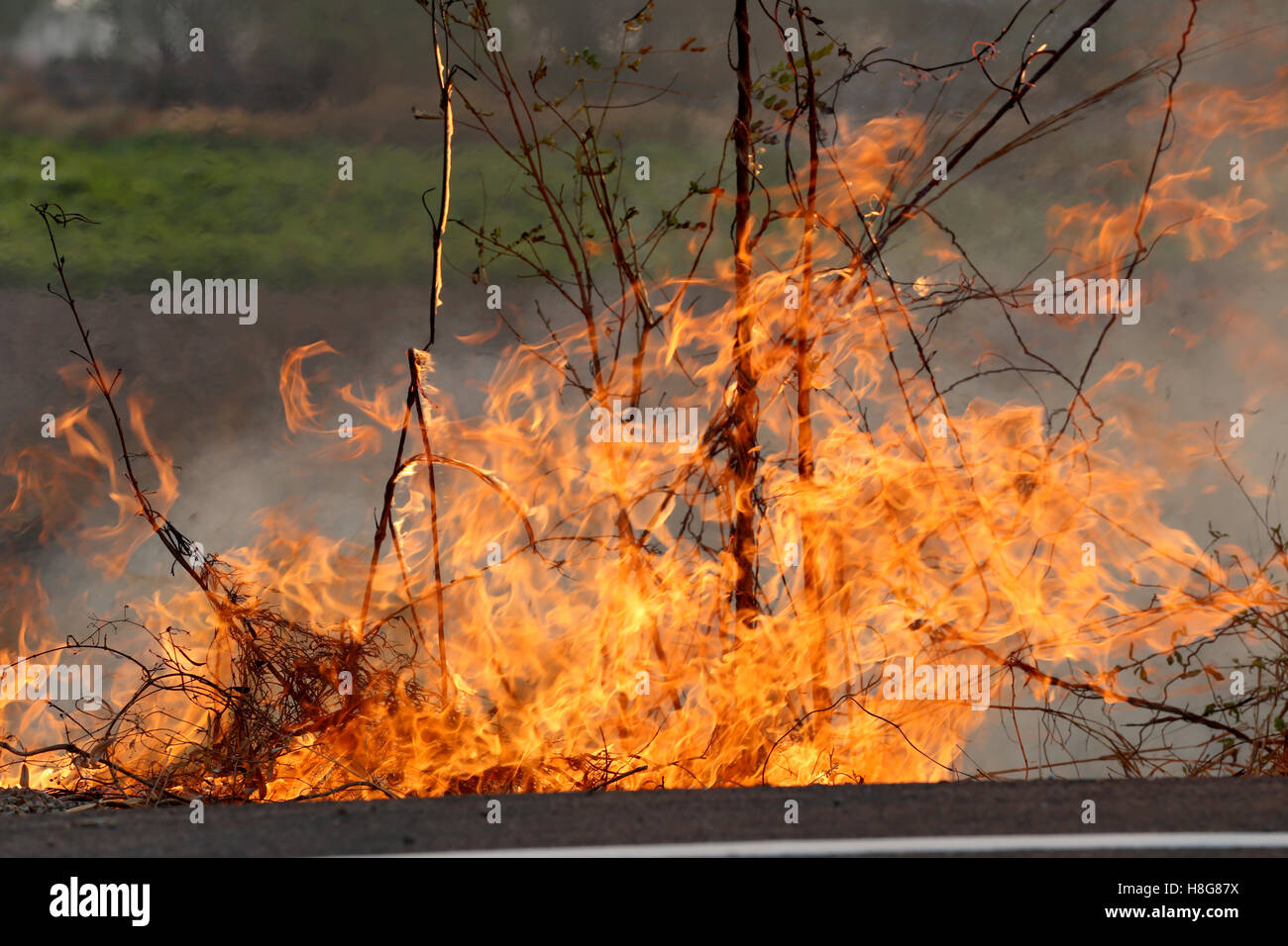 Summer wildfires burning in the Forest at rural area of Khon Kaen ...