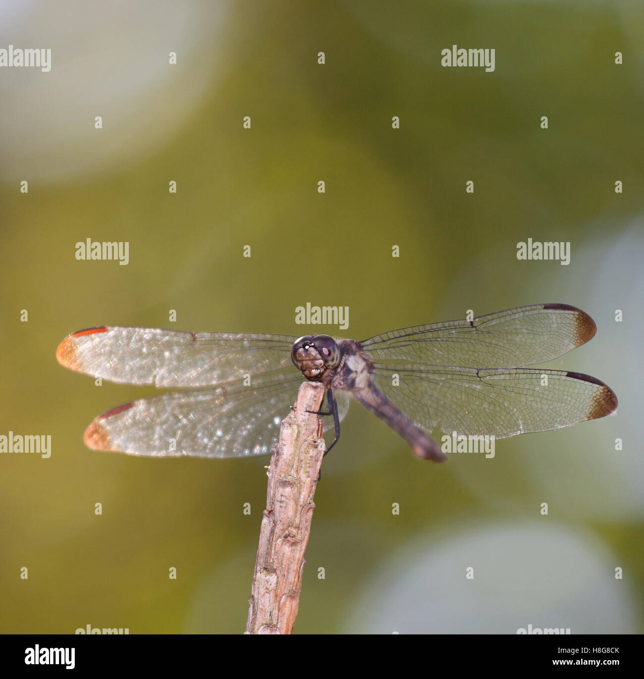 Stick tightly hi-res stock photography and images - Alamy