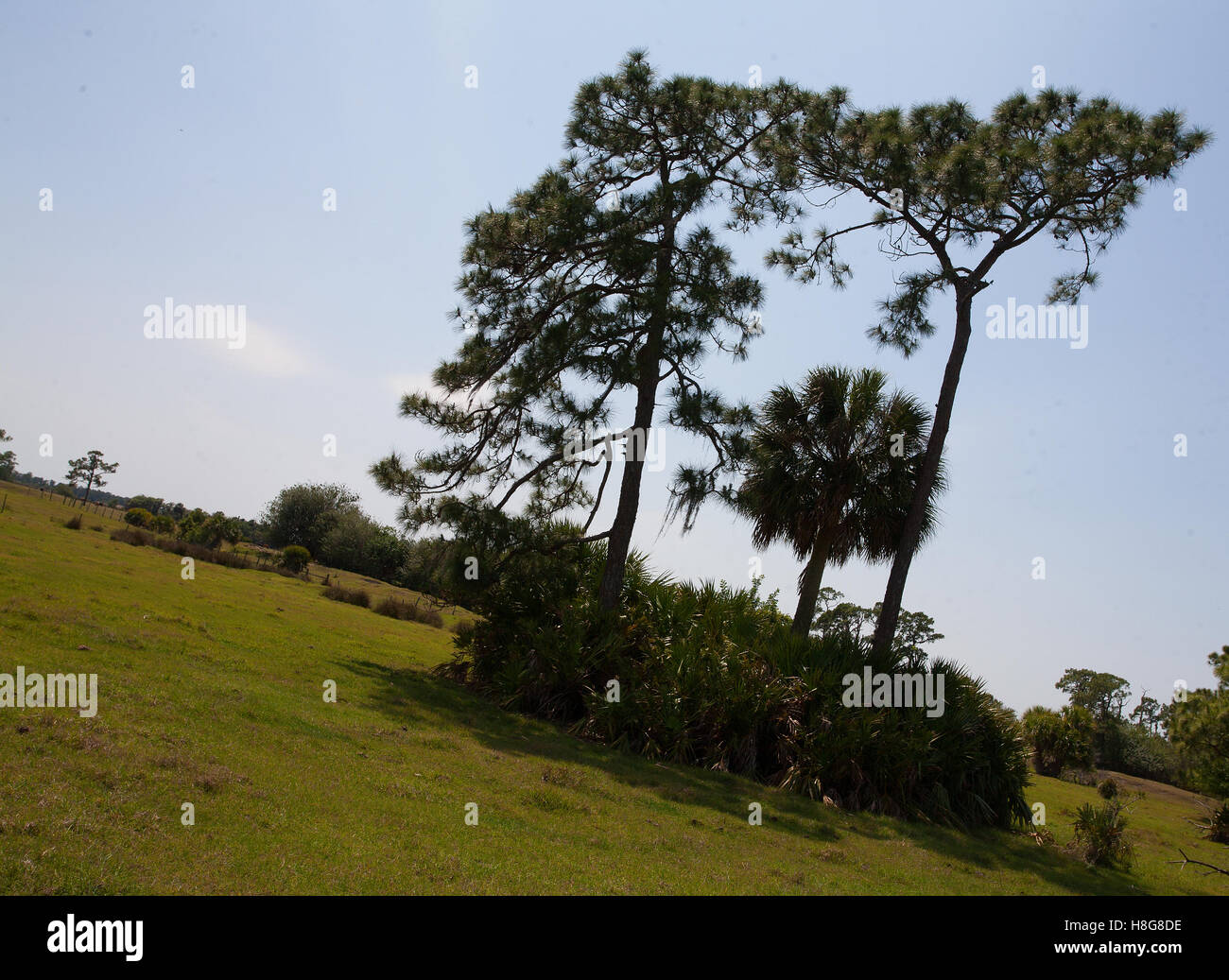 Three trees surrounded by palms in a Florida field Stock Photo - Alamy