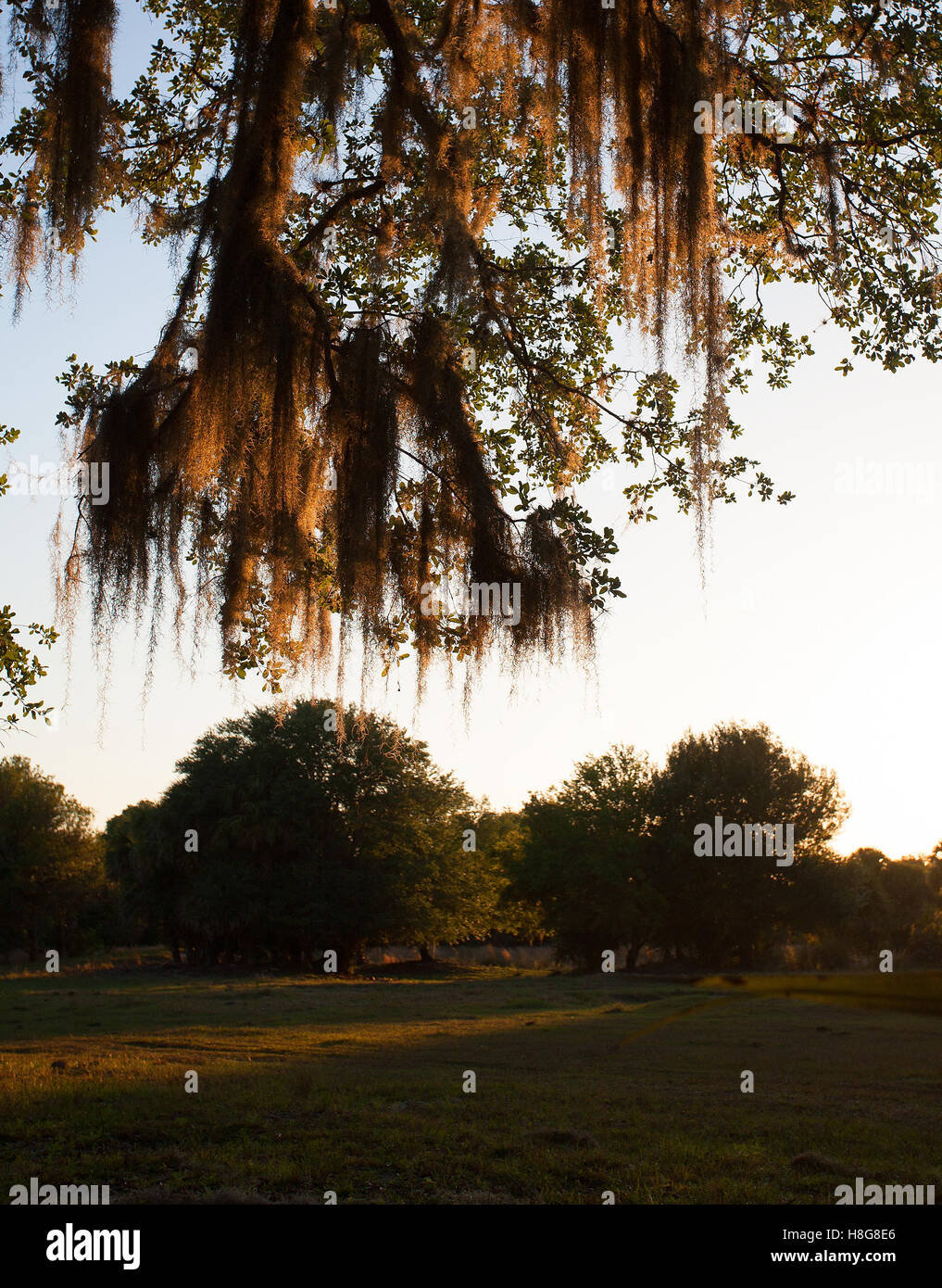 Glowing spanish moss hi-res stock photography and images - Alamy