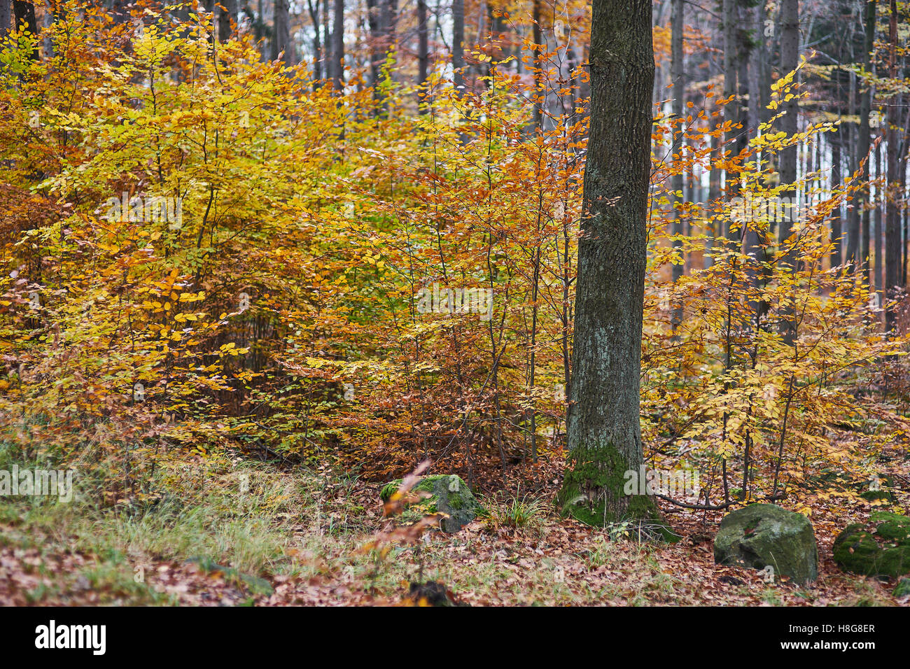 Colorful beech forest in autumn Fagus sylvatica Stock Photo - Alamy