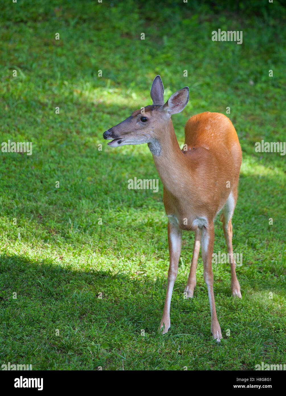Whitetail deer doe that is standing on a green field Stock Photo - Alamy