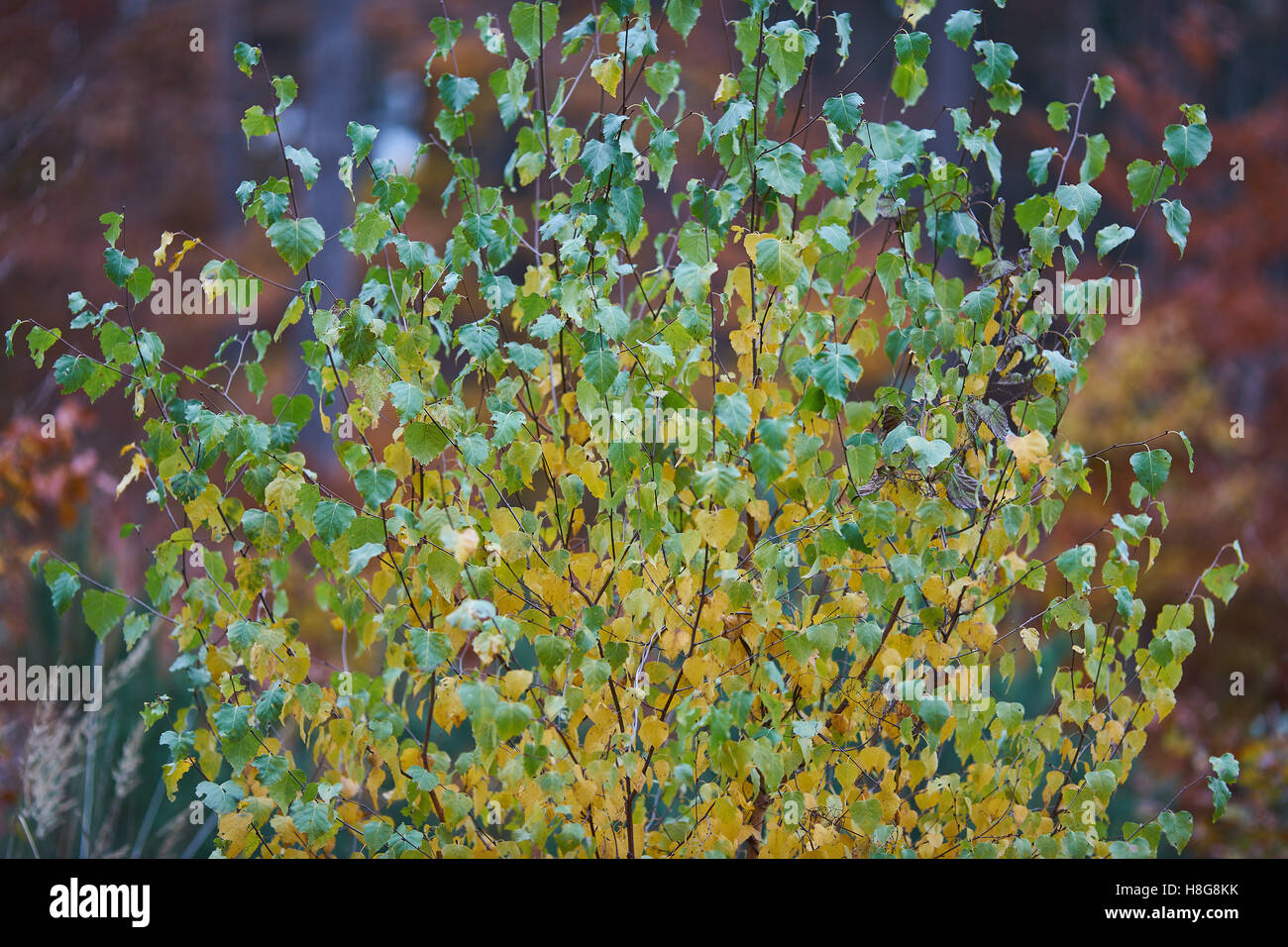 Young silver warty birch turning yellow at fall Betula pendula Stock ...