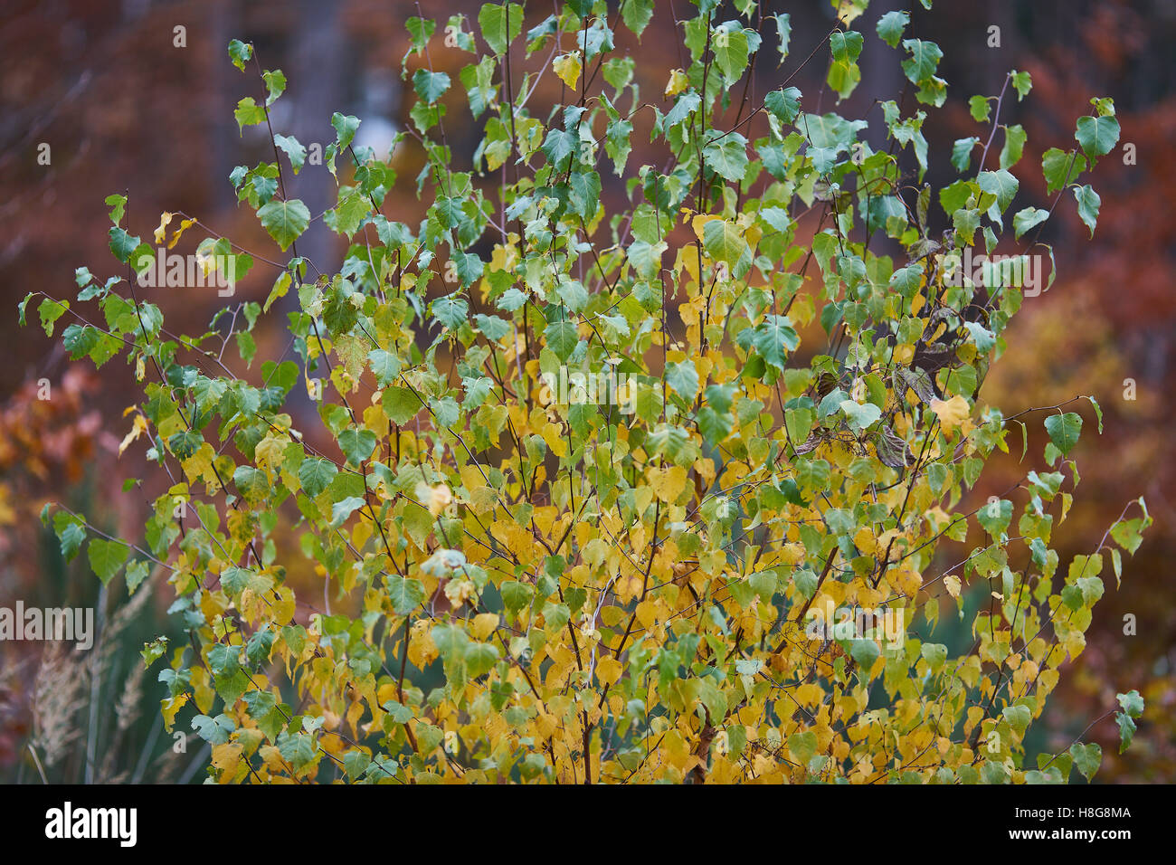 Young silver warty birch turning yellow at fall Betula pendula Stock ...