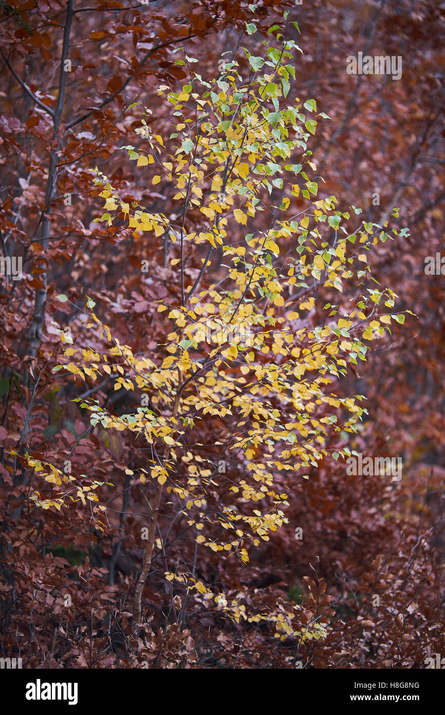 Young silver warty birch turning yellow at fall Betula pendula Stock ...