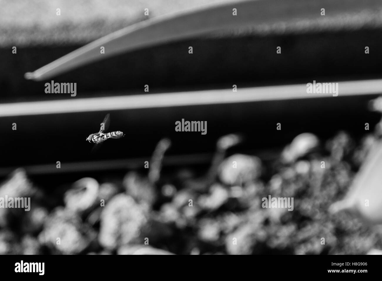 Flies insects flowers Black and White Stock Photos & Images - Alamy